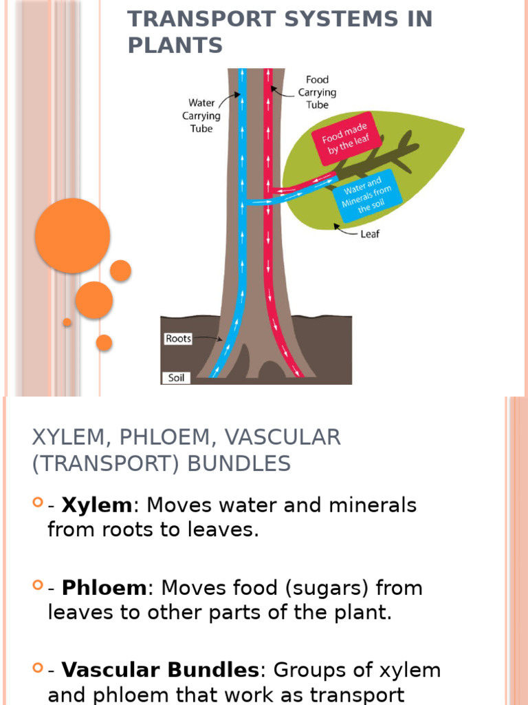 Plant Transport Systems: Xylem & Phloem | PDF