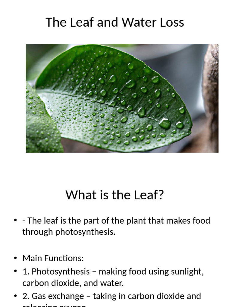 Understanding Leaf Structure and Water Loss | PDF