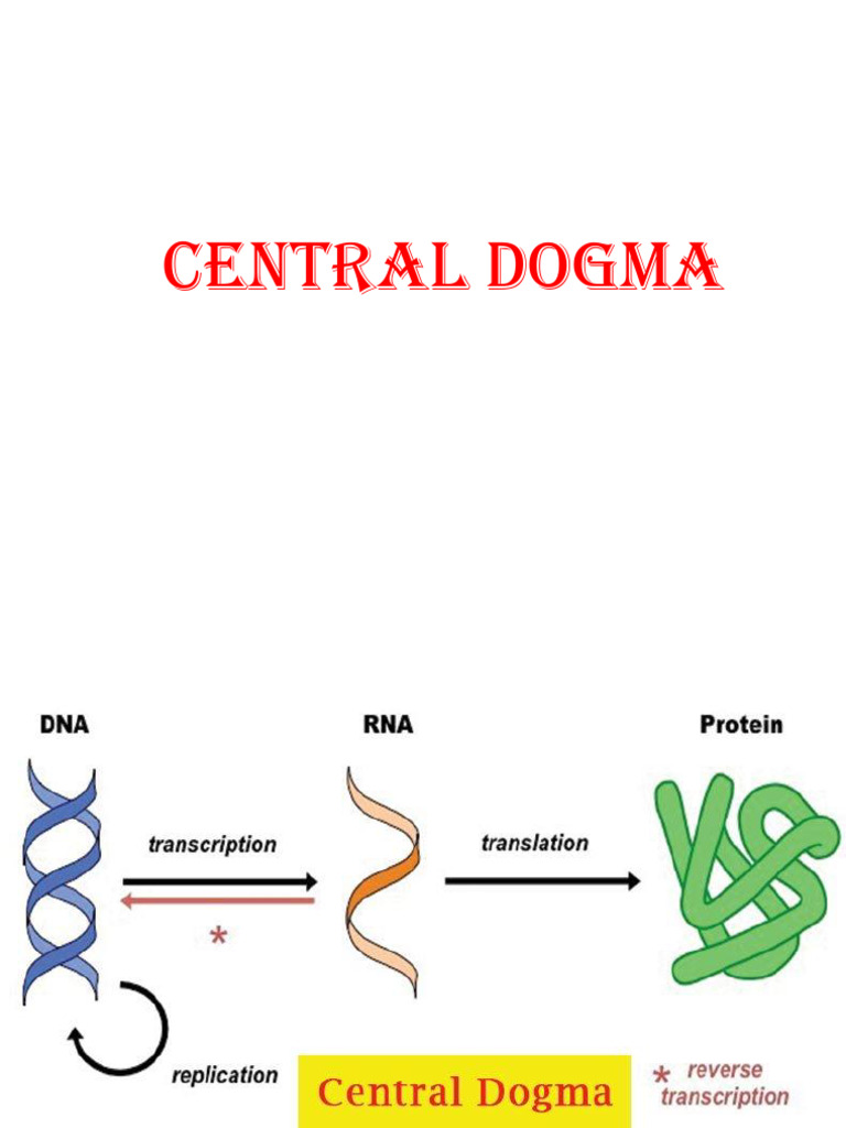 Central Dogma | PDF