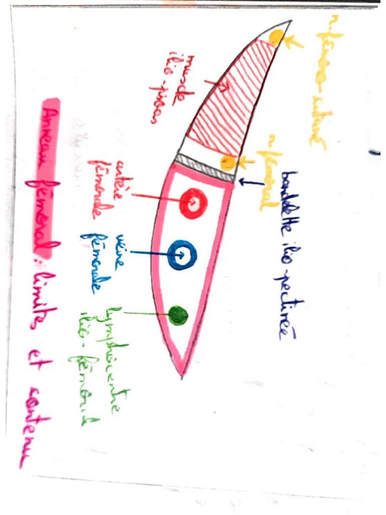 Triangle de Scarpa | PDF