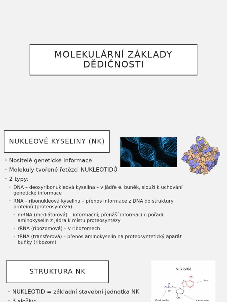 Molekulární Základy Dědičnosti 1 | PDF
