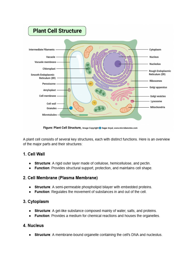 Biology notes | PDF | Cell (Biology) | Endoplasmic Reticulum