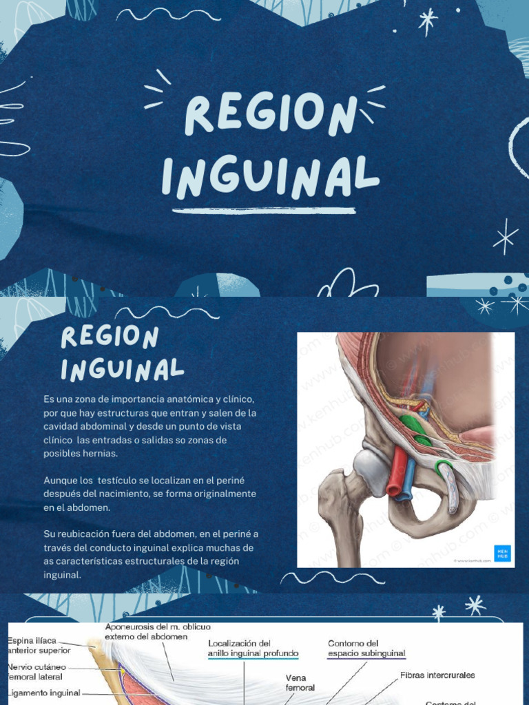 Anatomía del Conducto Inguinal Femenino | PDF | Abdomen | Anatomía humana
