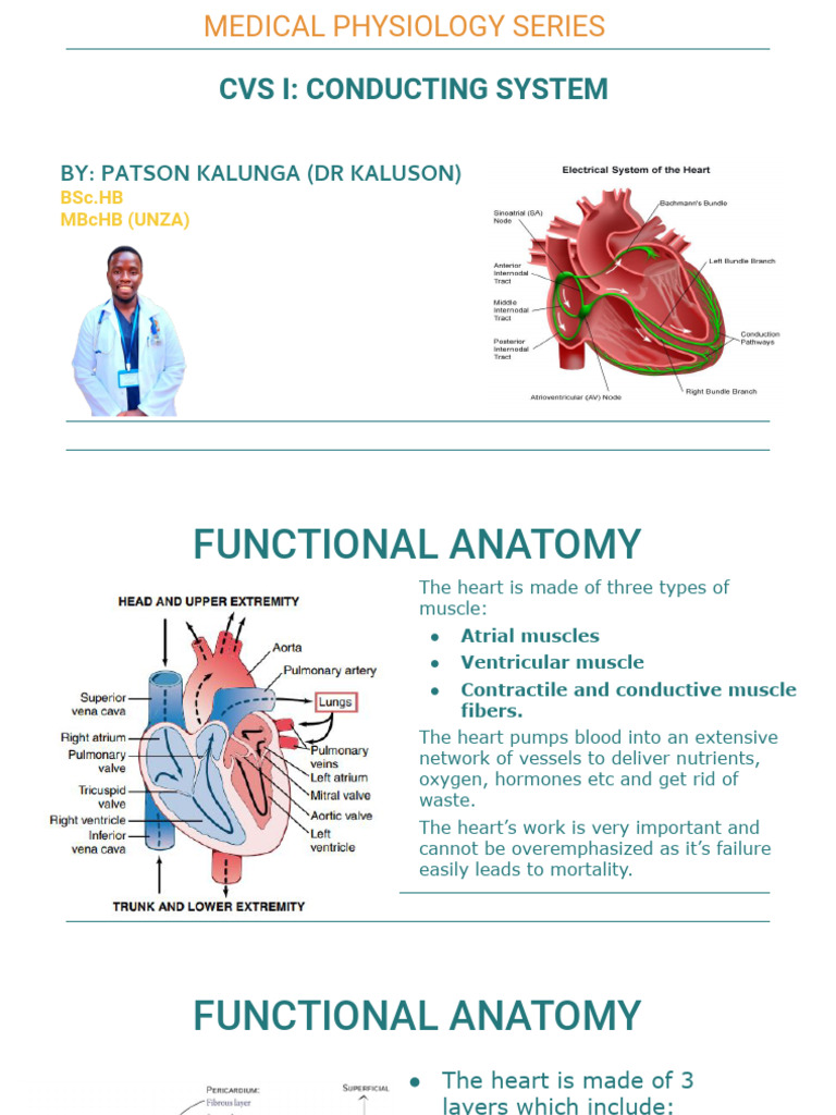CVS Physiology I | PDF | Heart | Cardiac Muscle
