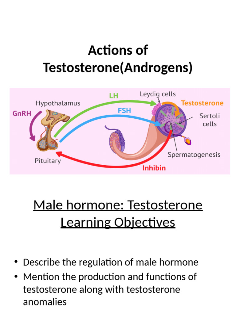 Male Hormone Physiology | PDF | Androgen | Testosterone