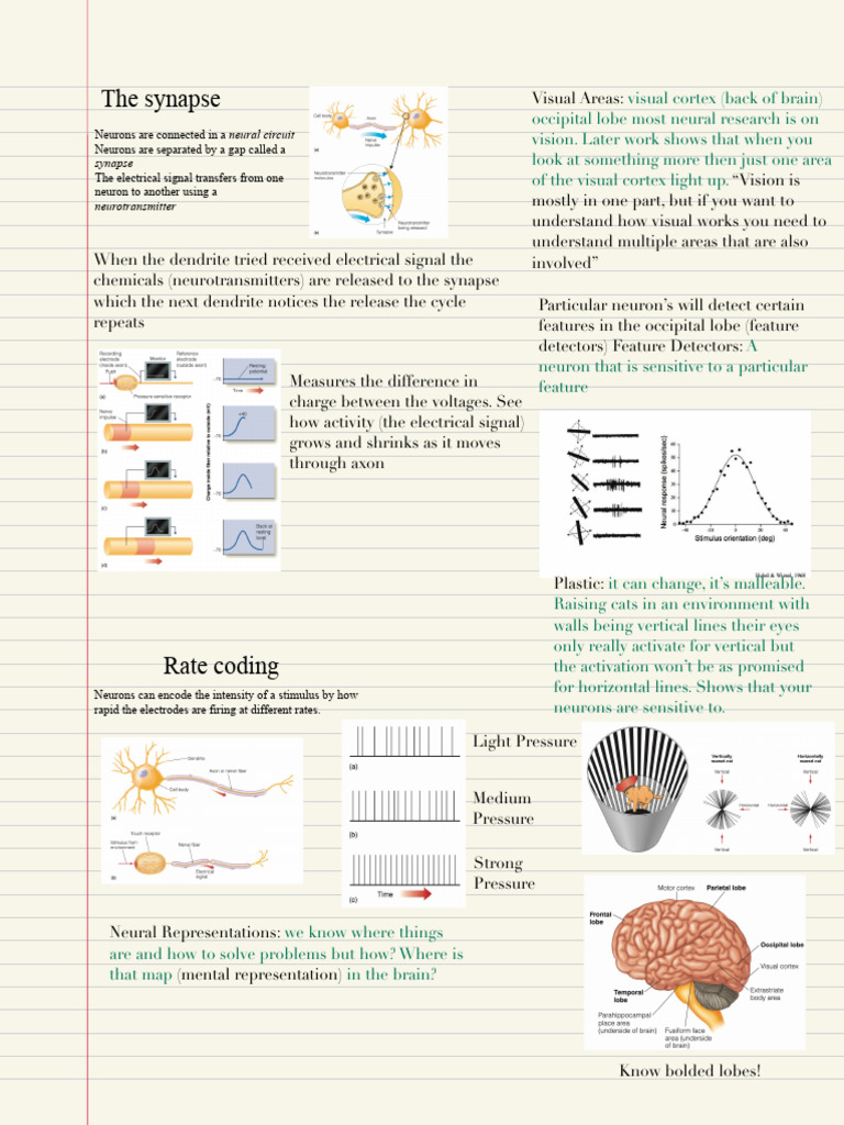Cognitive Psych 258 | PDF | Neuron | Synapse