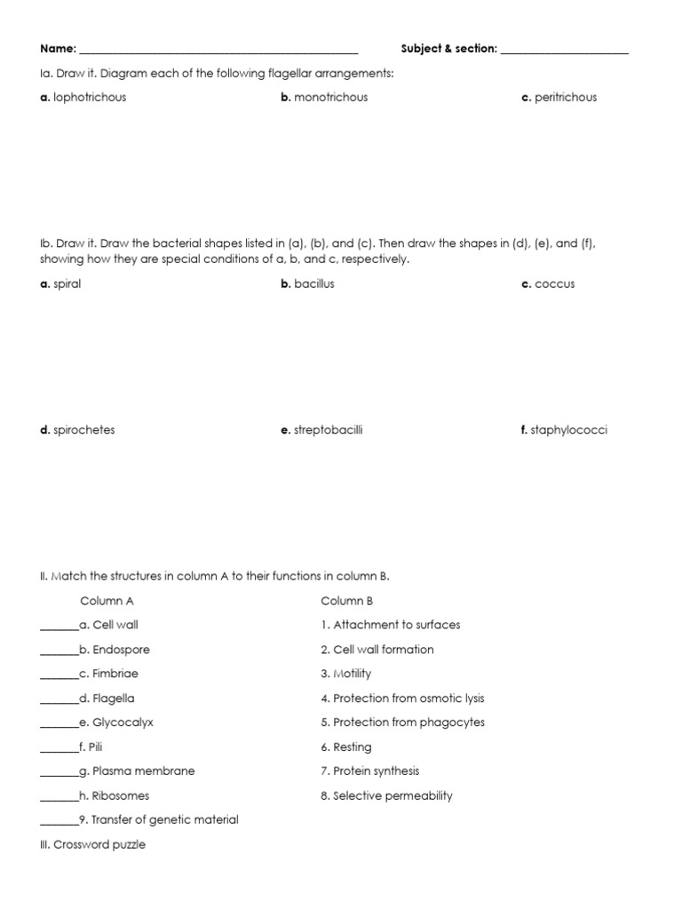 Activity Functional Anatomy of Prokaryotes | PDF