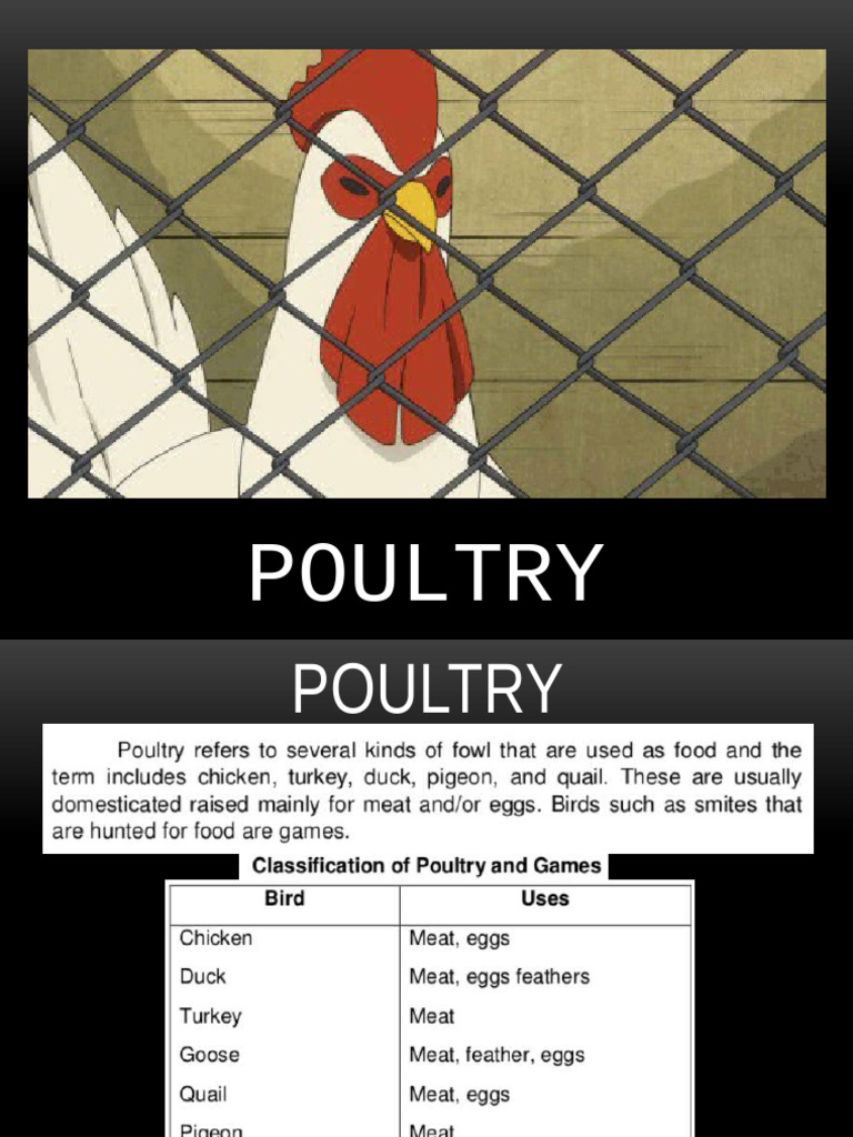 3rd Lesson 2 Poultry | PDF