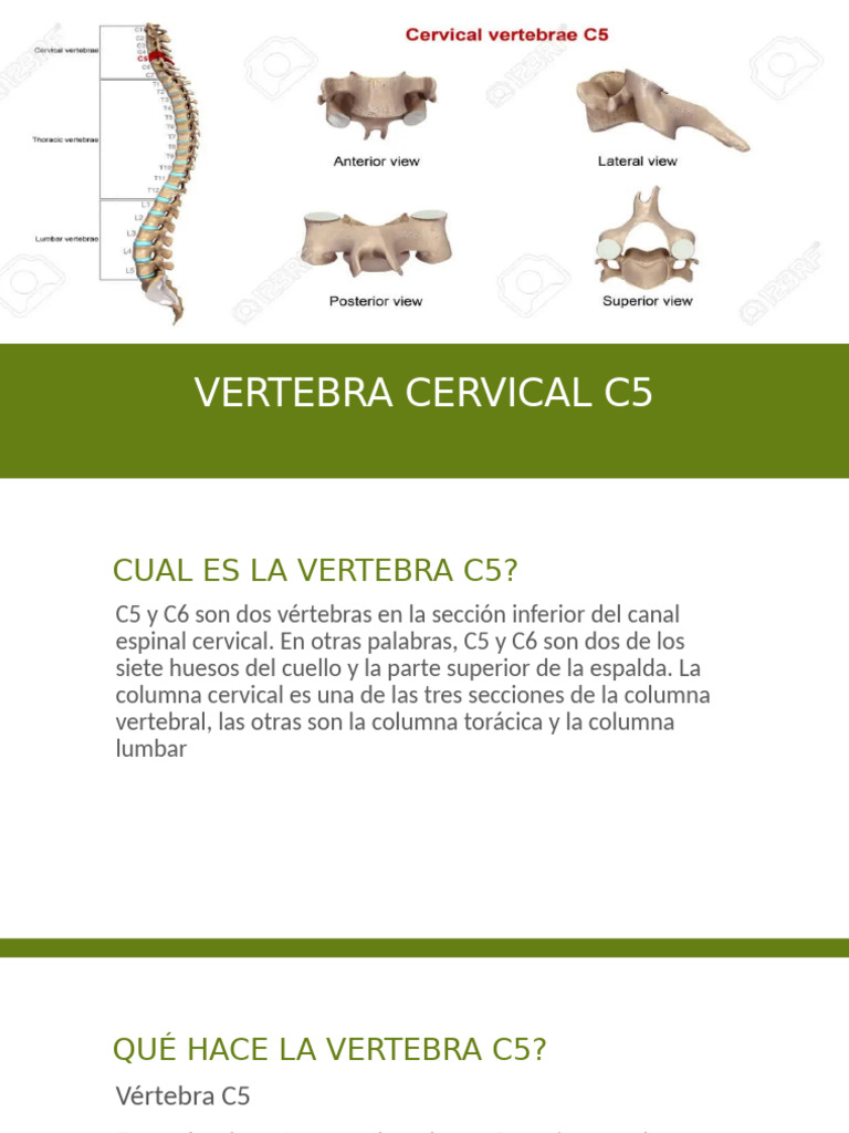 Vertebra Cervical c5 | PDF
