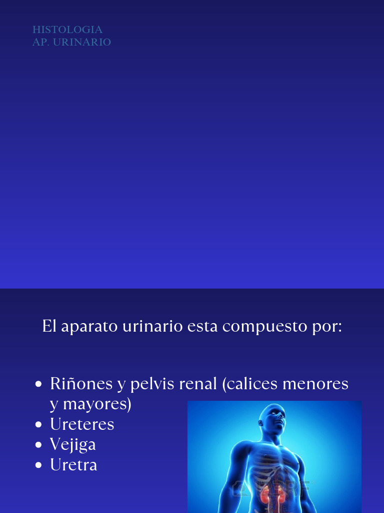 Anatomía y Función del Sistema Urinario | PDF | Riñón | Sistema urinario