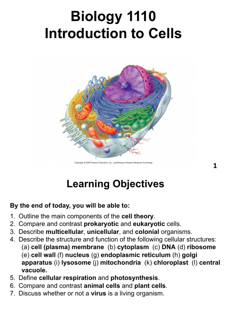 2.1lecture 3 Cells Slides | PDF | Cell (Biology) | Eukaryotes