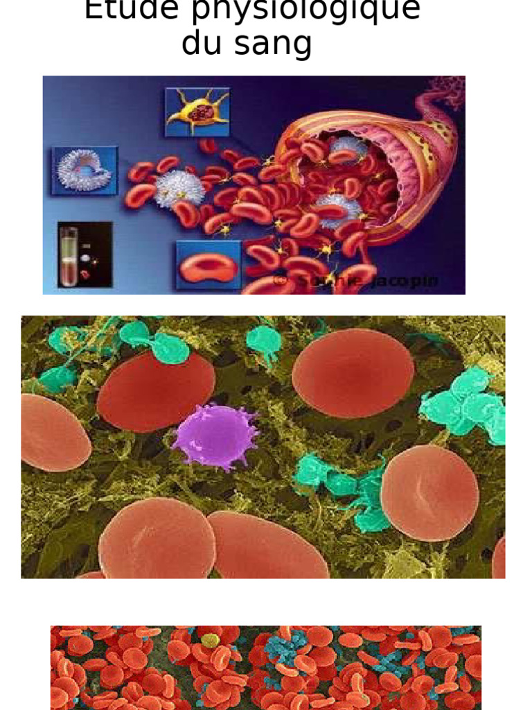 Etude Physiologique Du Sang | PDF | Globule blanc | Lymphe