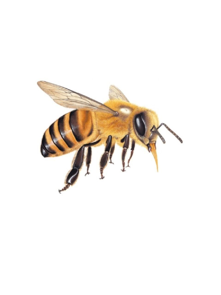 Abeja | PDF