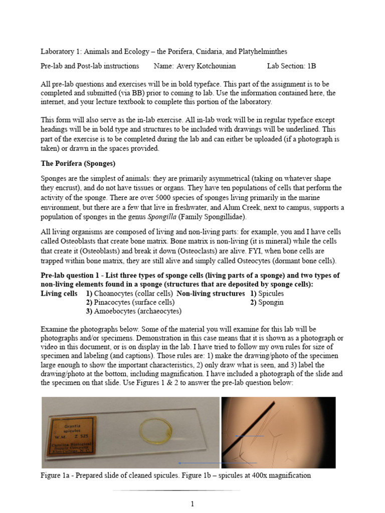 Biology Lab: Sponges & Cnidarians | PDF | Sponge | Bone