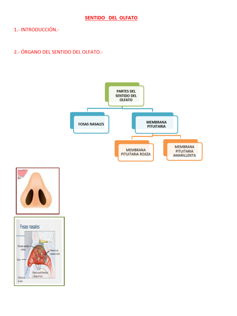 Anatomía y Funciones del Olfato | PDF | Olor | Olfato