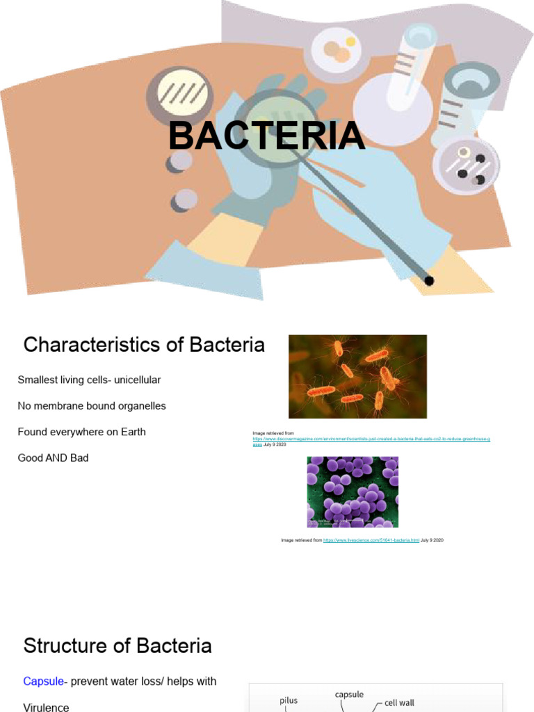 BACTERIA | PDF | Bacteria | Cell (Biology)