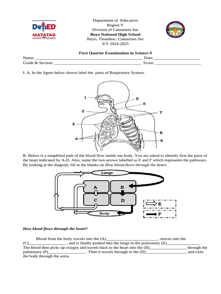 GRADE 9 SCIENCE 1ST QUARTER EXAMINATION | PDF | Dominance (Genetics ...