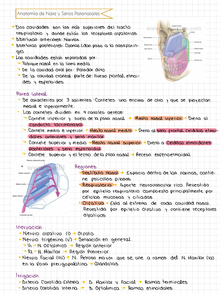 Anatomía de Nariz | PDF | Nariz humana | Anatomía