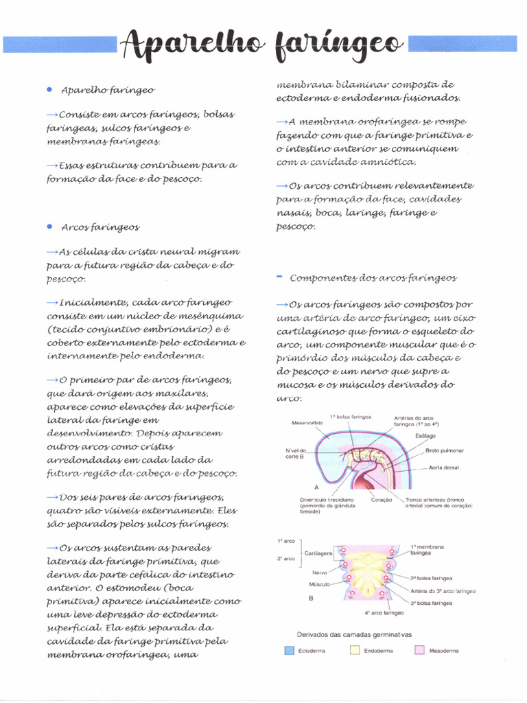 Aparelho Faríngeo | PDF