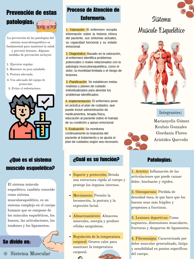 Tríptico sistema muscular | PDF | Hueso | Músculo