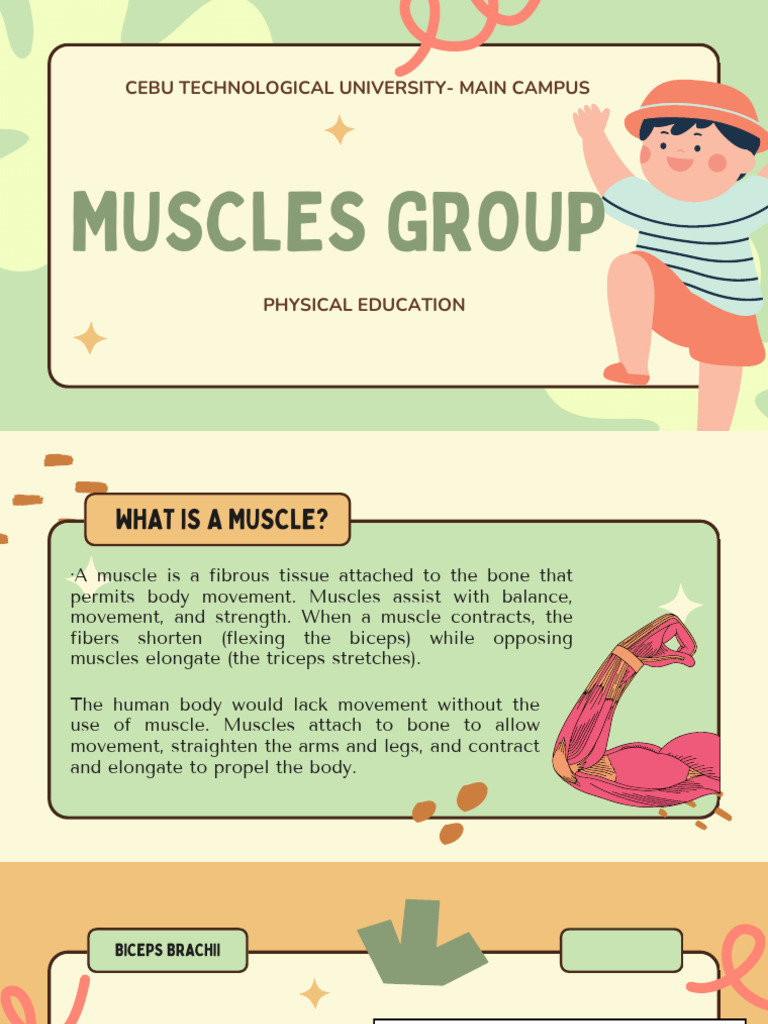 Muscle Groups and Anatomical Movement | PDF | Anatomical Terms Of ...