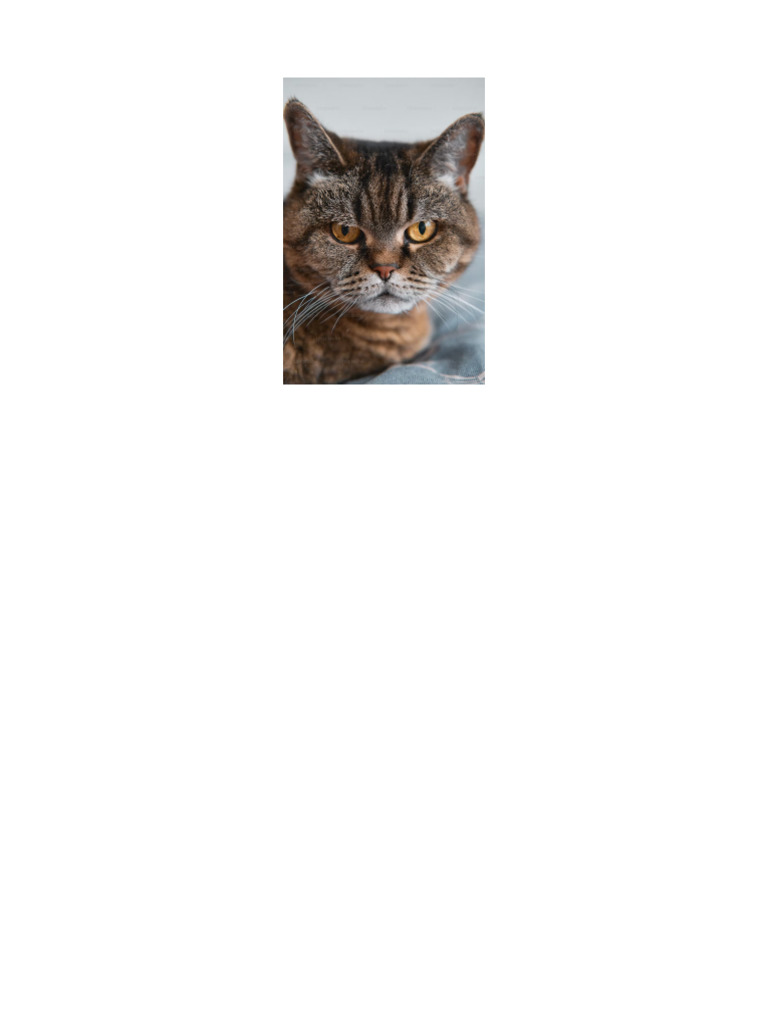 Dog presentation | PDF