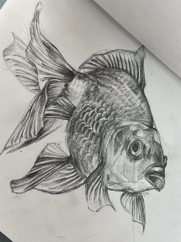 Fish Sketch | PDF