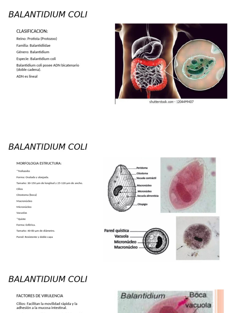 Balantidium Coli | PDF | Medicina CLINICA | Enfermedades y trastornos