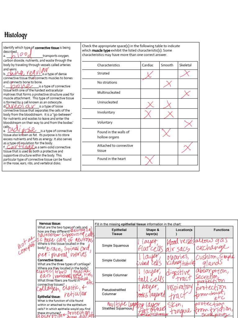Histology Review For ISN Key | PDF | Epithelium | Tissue (Biology)