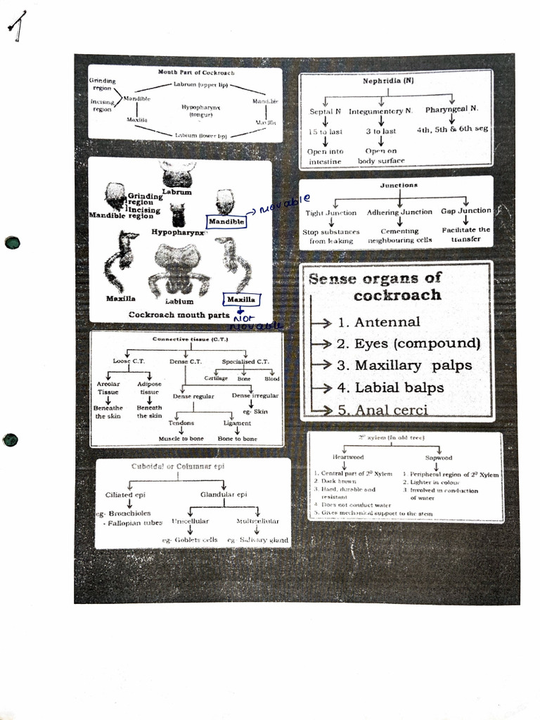 NCERT Ease Diagrams + Mind Maps | PDF