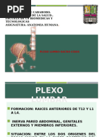 Anatomía del Plexo Lumbar: Funciones y Ramos | PDF | Neuroanatomía ...