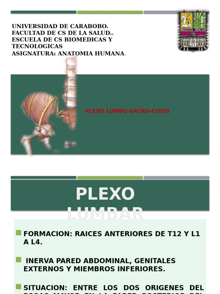Anatomía del Plexo Lumbo-Sacro | PDF | Neuroanatomía | Sistema nervioso