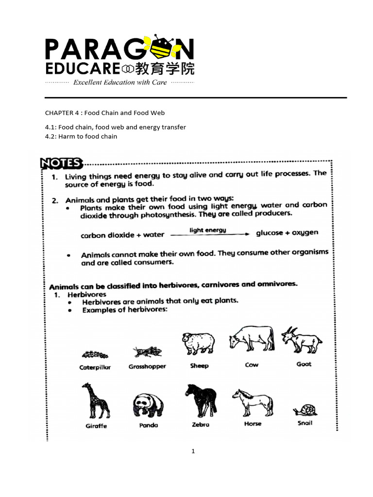 SC Y6 Chapter 4 Food Chain and Food Web | PDF