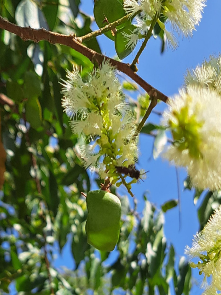 Vespinha Preta | PDF