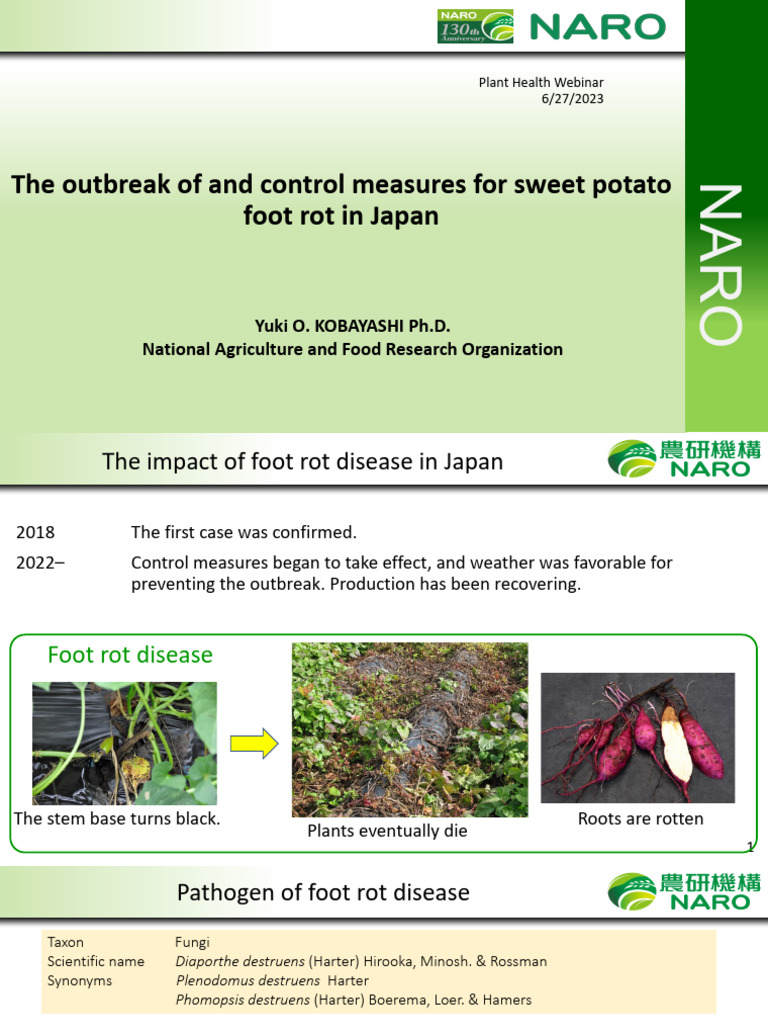 Sweet Potato Foot Rot Control in Japan | PDF | Potato | Pathogen