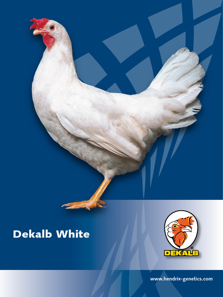Folleto Dekalb White | PDF