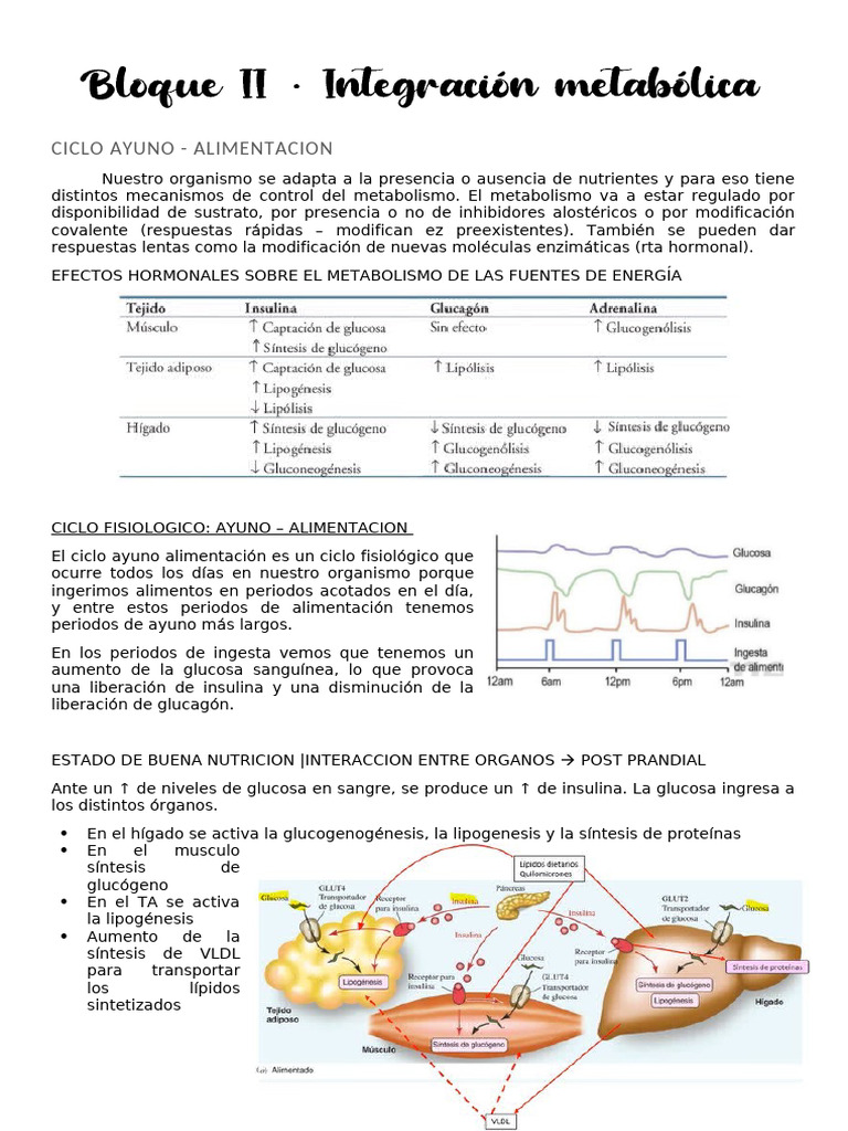 BLOQUE II BIOQUI | PDF | Leptina | Insulina