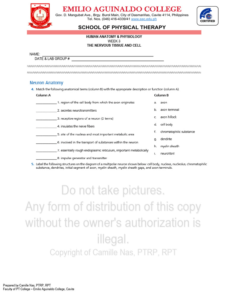 Week 3 Laboratory Worksheet - Student | PDF | Synapse | Chemical Synapse
