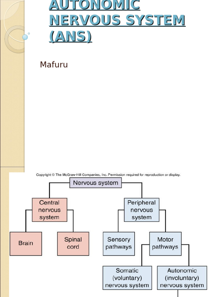 Autonomic Nervous System | PDF | Acetylcholine | Autonomic Nervous System