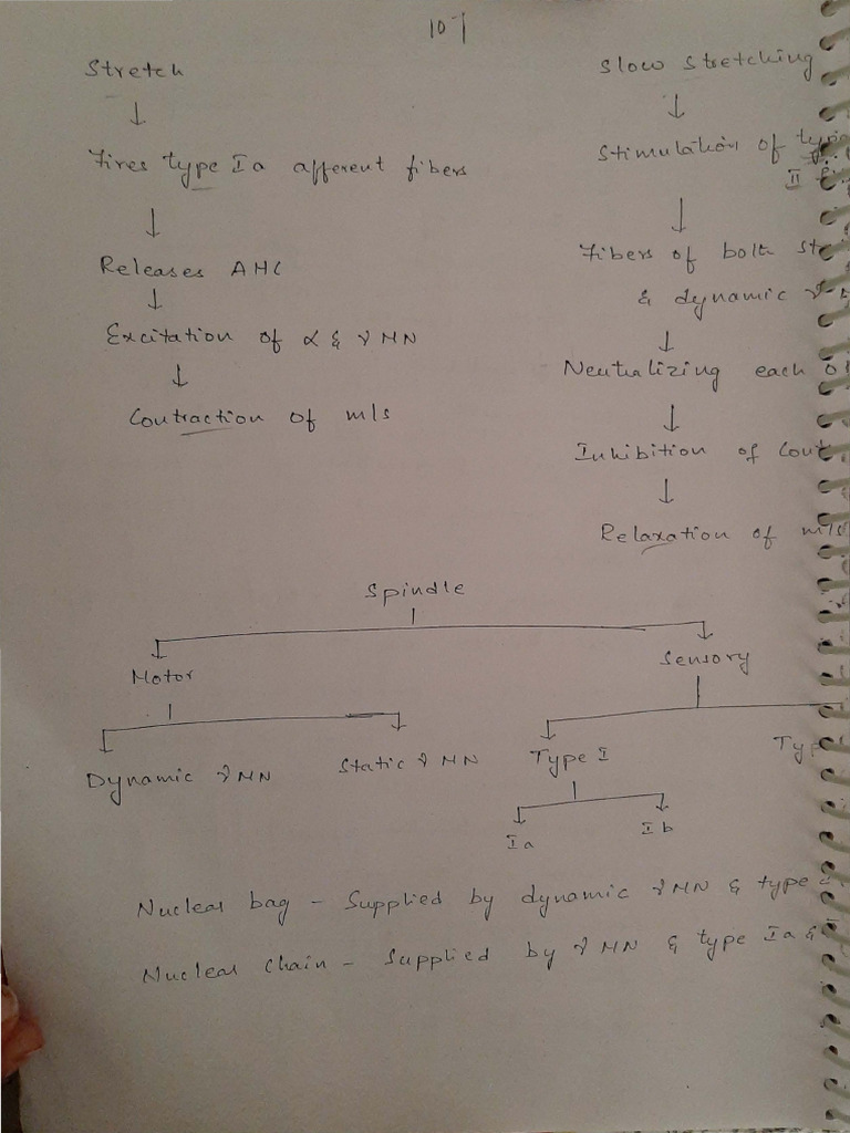 PT Neuro Notes 6 | PDF