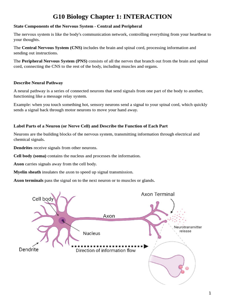 G10 Biology Ch1 Notes Interaction | PDF | Neuron | Nerve