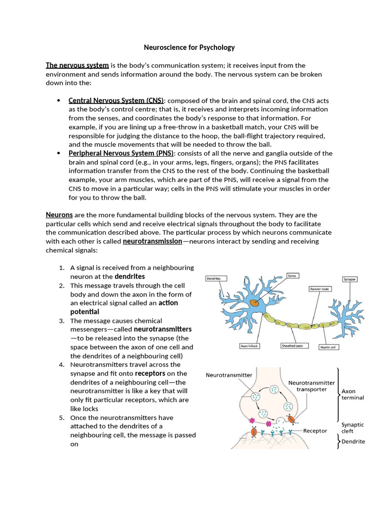 Neuroscience For Psychology | PDF | Central Nervous System | Nervous System