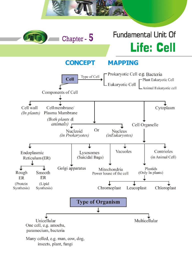 Fundamental Unit | PDF
