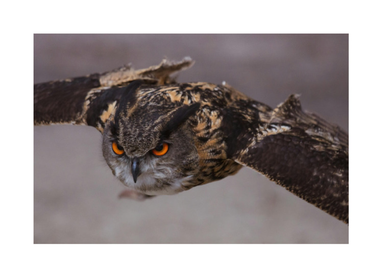 Owl | PDF