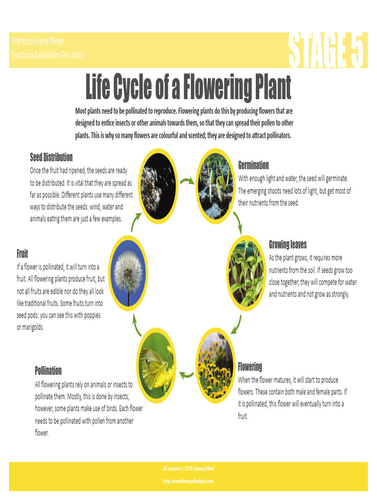 Life-Cycle-of-Flowering-Plants-Comprehension-1 | PDF | Flowers ...