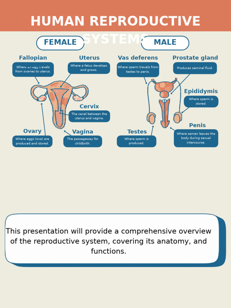 Human Reproductive Systems Education Poster in Blue Orange Scrapbook ...