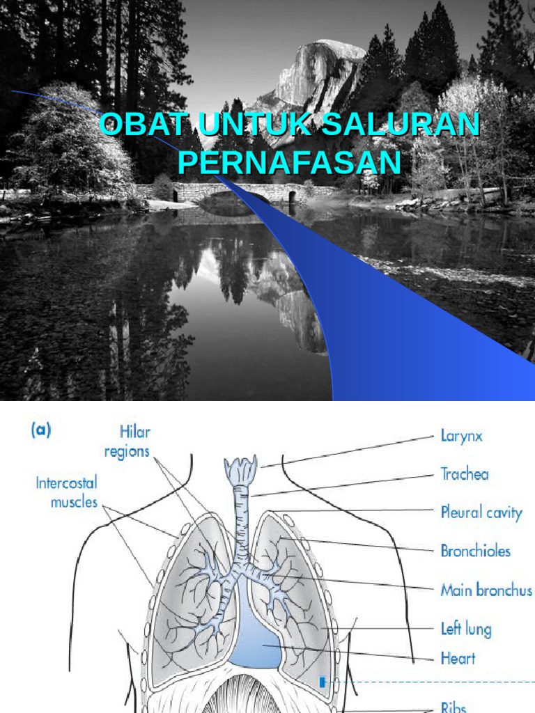 Obat Asma dan Bronkodilator | PDF