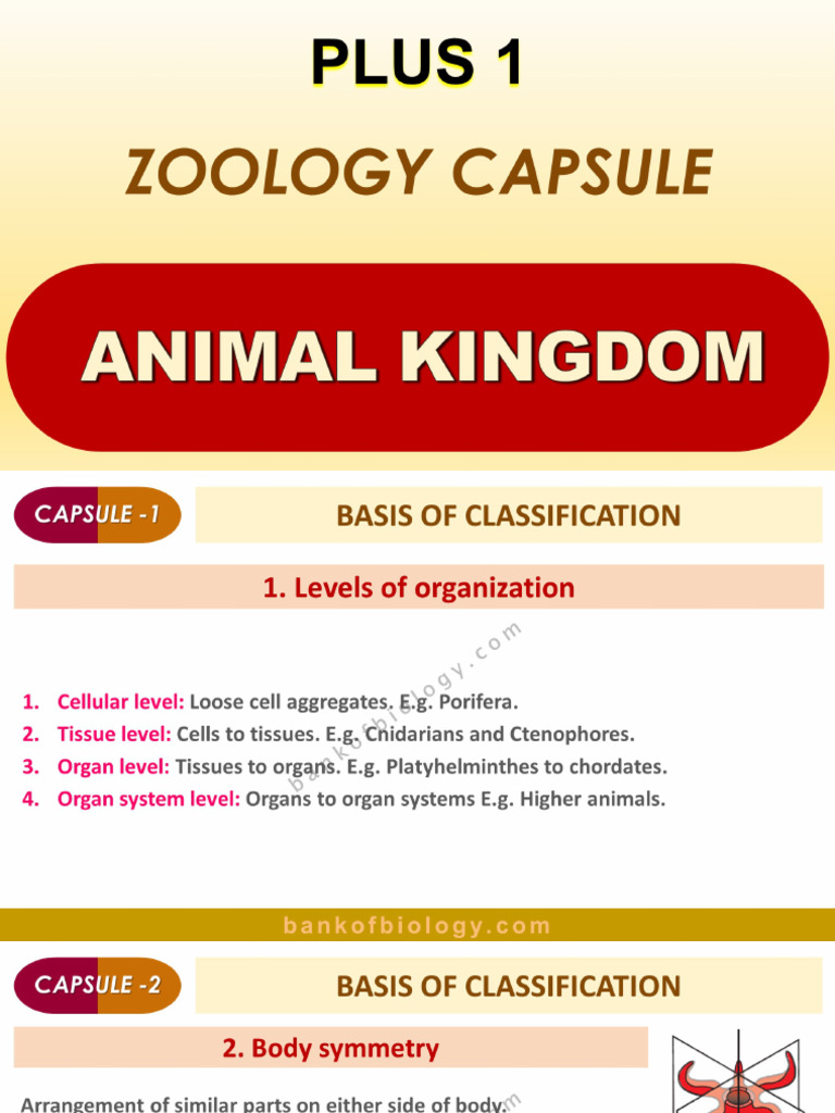 4 Animal Kingdom - EXAM CAPSULE PDF Slides | PDF
