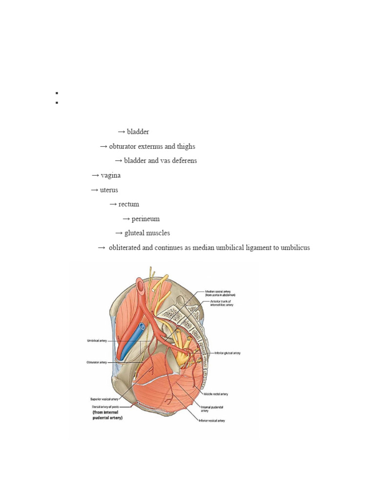 Blood Supply of Pelvis and Perineum | PDF