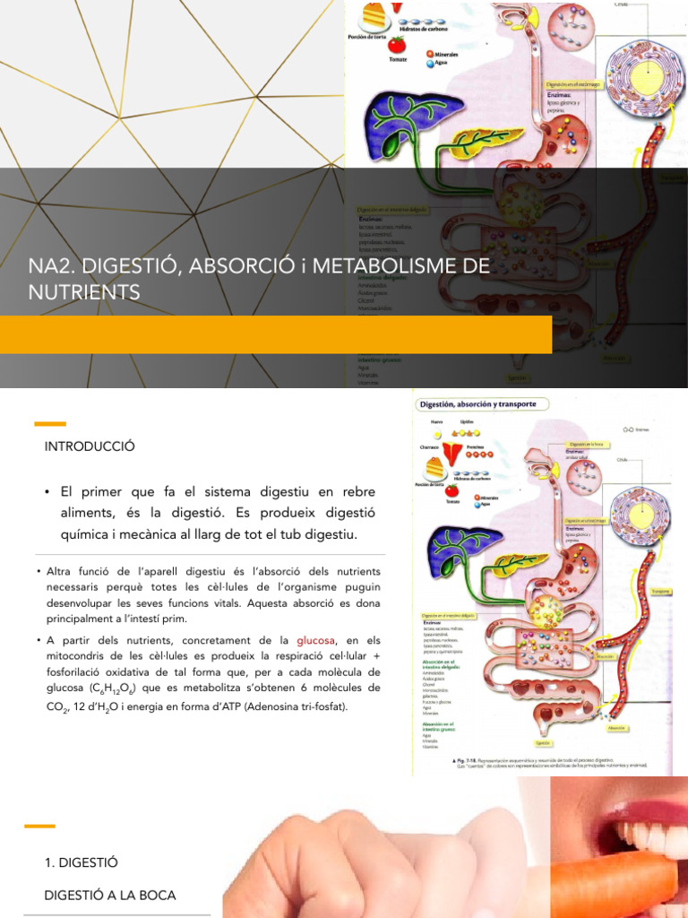 UD2 NA2 - DigestiÃ, Absorciã I Metabolisme | PDF